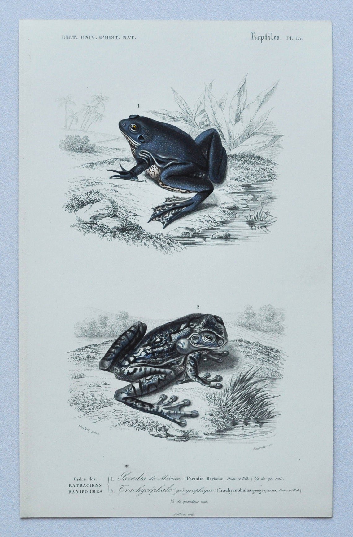 Shrinking Frog / Black-spotted Casque-headed Tree Frog | Etsy