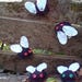 Fly Stuffed Toy - Etsy