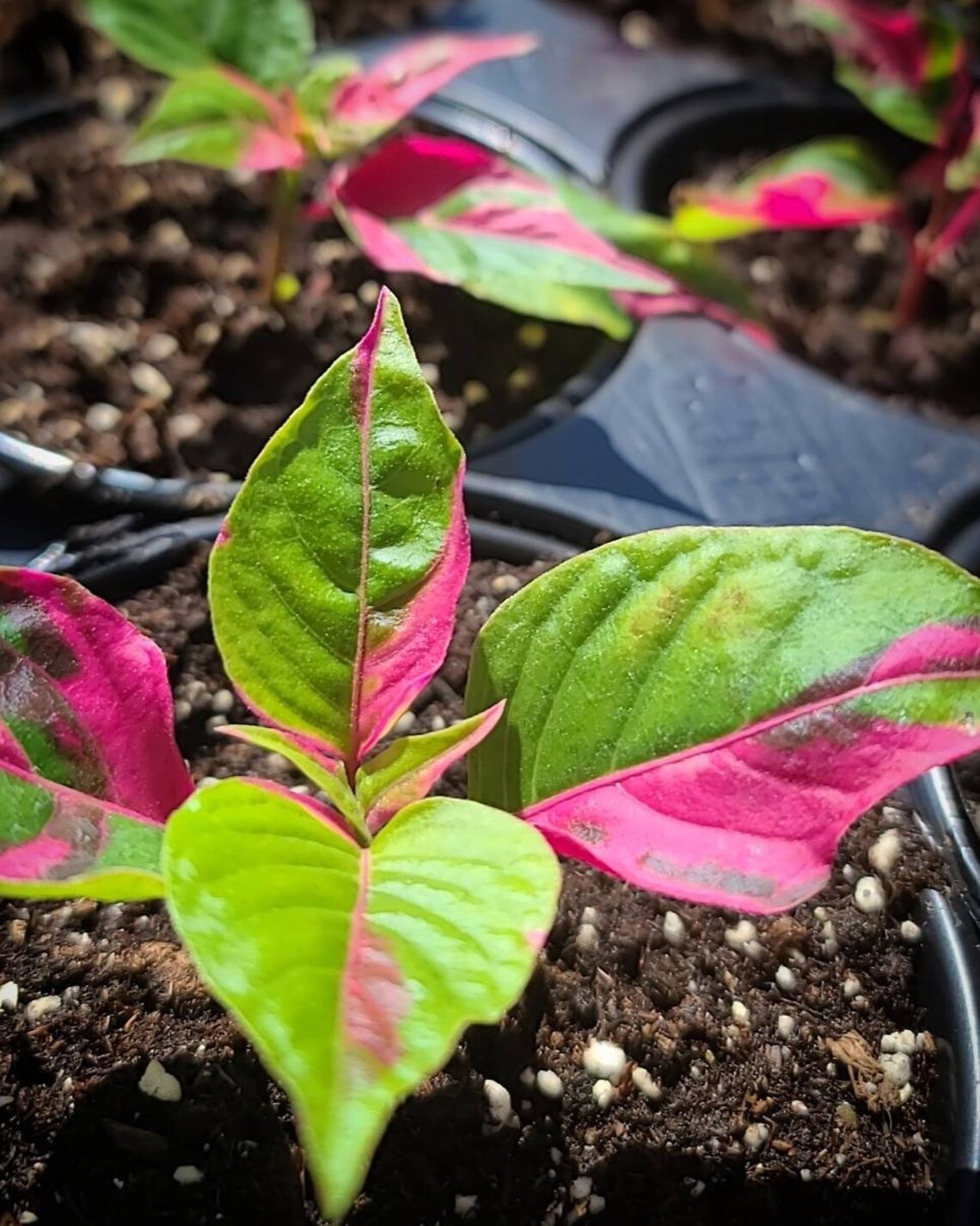 Bright pink Party time alternanthera plant pretty indoor easy | Etsy