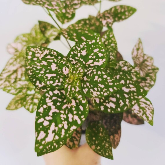 beautiful-pink-polka-dot-plant-indoor-easy-care-fast-growing-etsy