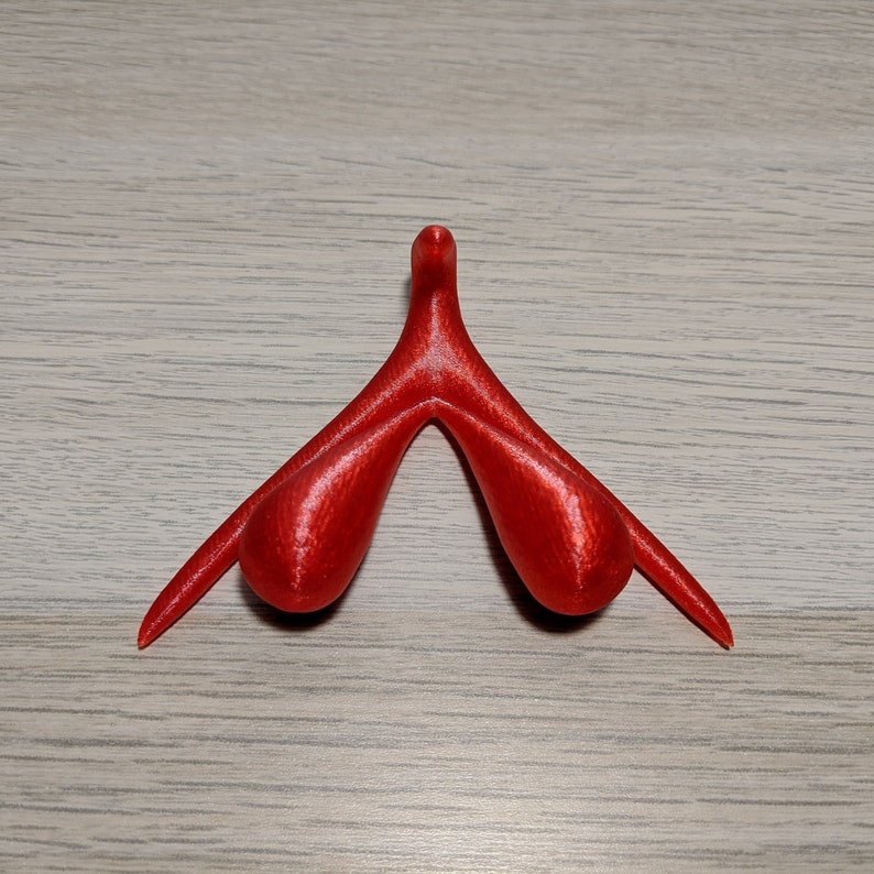 Clitoris Anatomical Model Of Clitoris Etsy