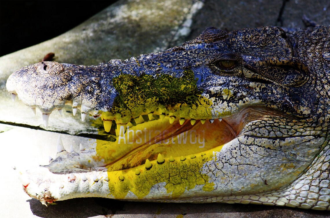 Crocodile Jaw Poster Print Reptile Wall Art Crocodile Wall | Etsy