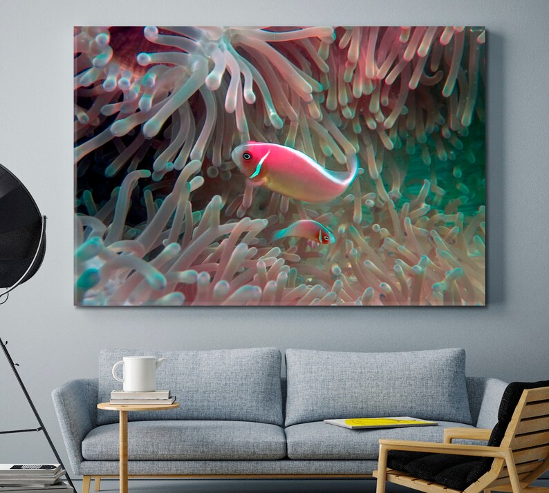Deep Sea Pink Anemonefish Pacific Ocean Wall Art Canvas Print - Etsy