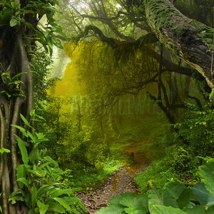 Jungle Jungle Photo Poster Print on Canvas, Tropical Forest Home Decor ...