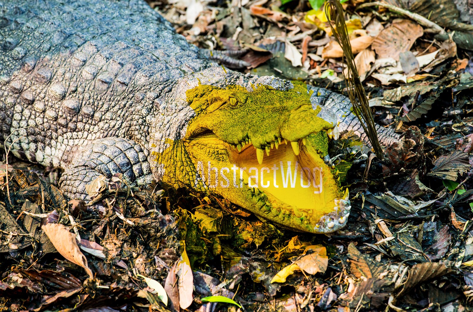 Crocodile Canvas Print, Reptile Wall Art, Crocodile Wall Decor ...