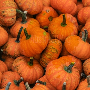 Halloween Mandarin Orange Pumpkins Wall Art Halloween Wall - Etsy