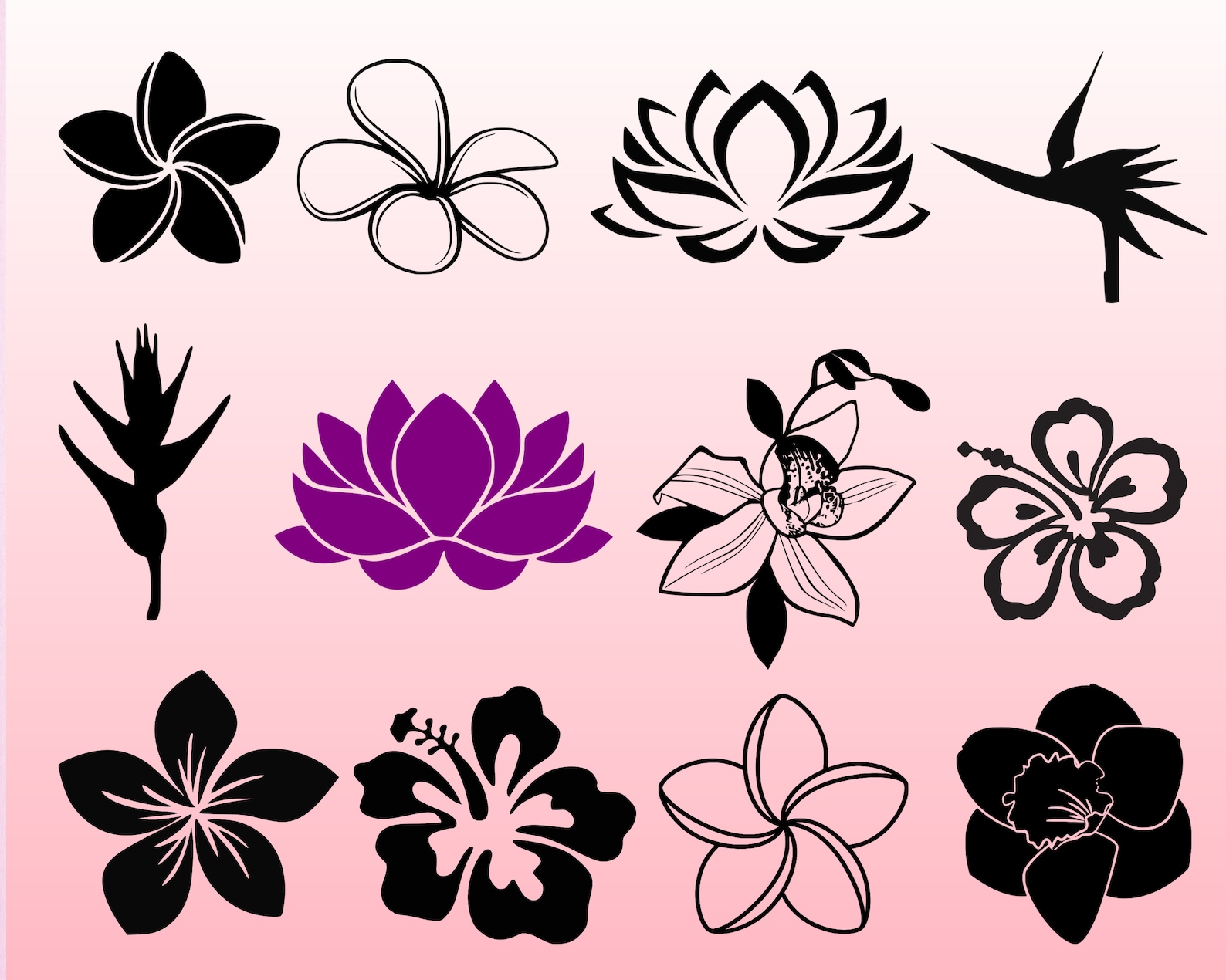 Tropical Flowers Svg Bundle Svg, Flowers Svg, Hibiscus Svg, Tropcial ...