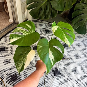 Monstera Albo Variegata Cutting | 4 Leaf Fenestrated Plant - Etsy