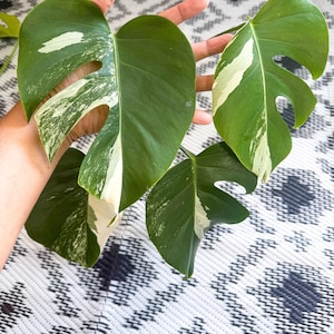 Monstera Albo Variegata Cutting | 4 Leaf Fenestrated Plant - Etsy