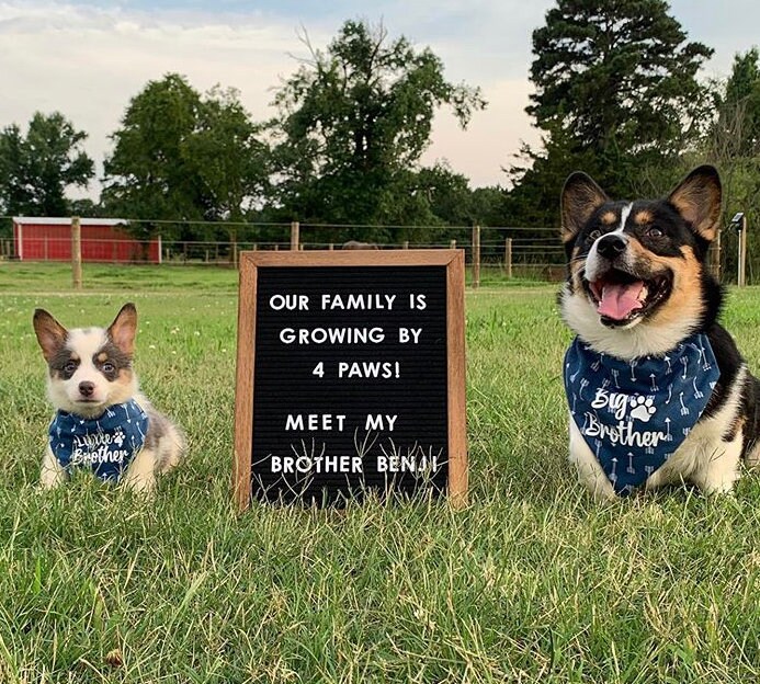 Big Brother Little Brother Birth Announcement New | Etsy