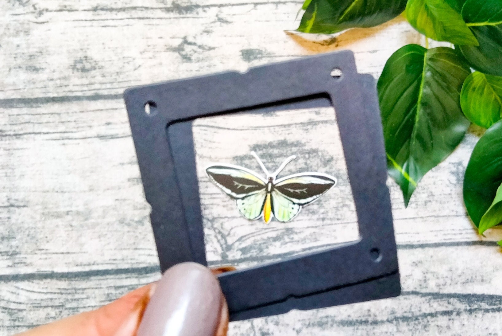 CHOICE Set of 10 Vintage Style Specimen Cards Die Cuts - Etsy