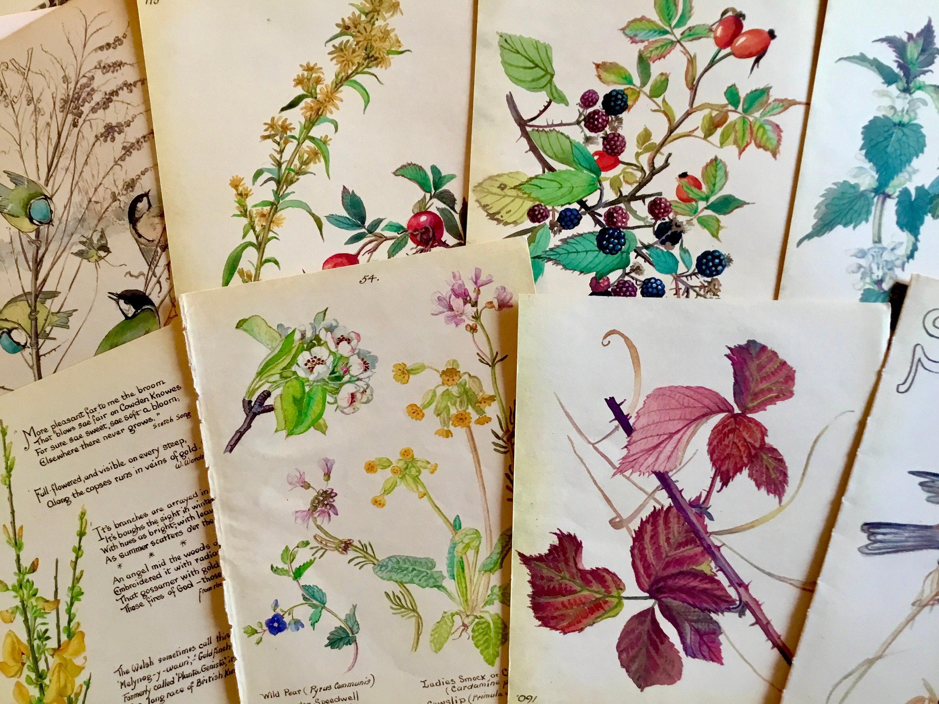 Vintage Edith Holden Book Pages: 1970s Nature Prints Bundle - Etsy
