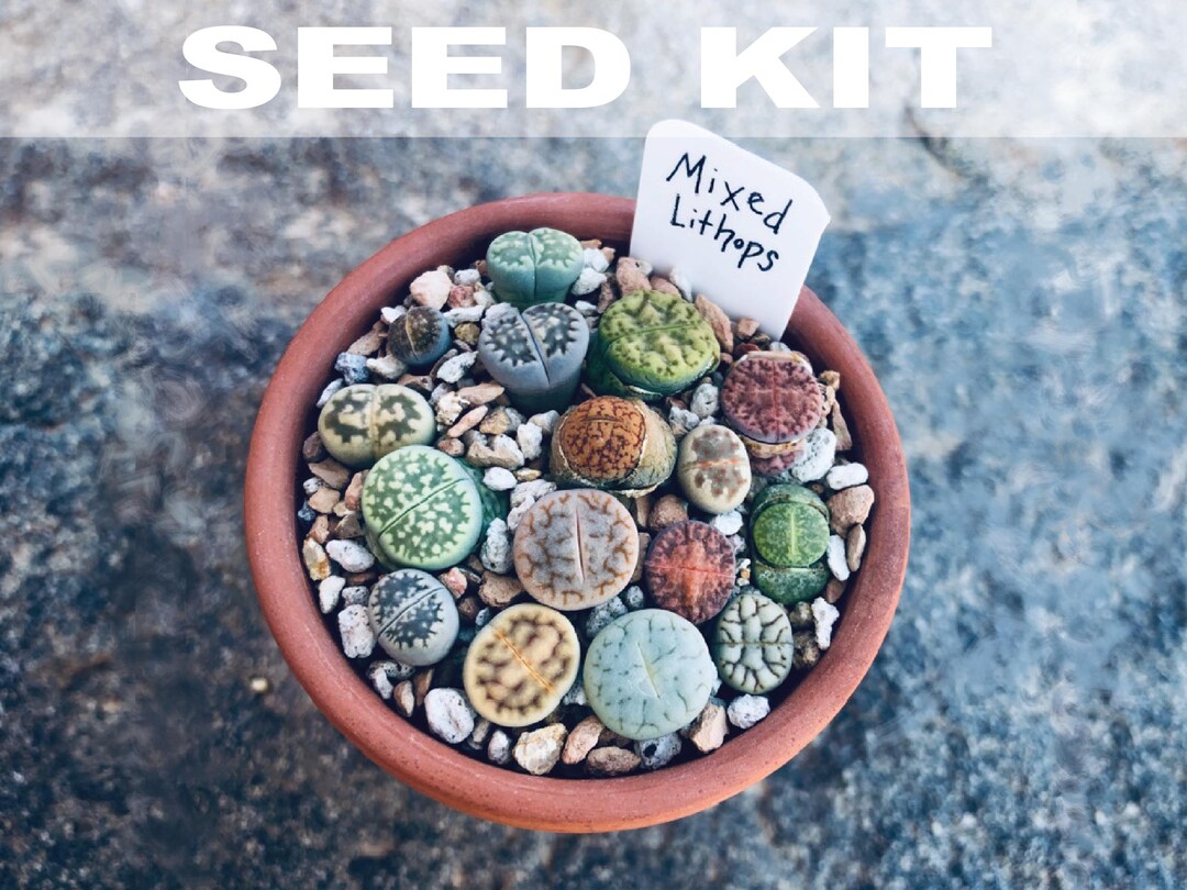 Flowering Stones Seed Kit | Lithops Seed Mix, Rare Lithops Seeds, Rare ...