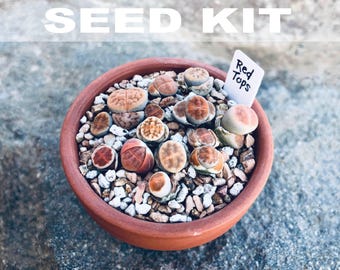 Colorful Lithops Seeds - Etsy