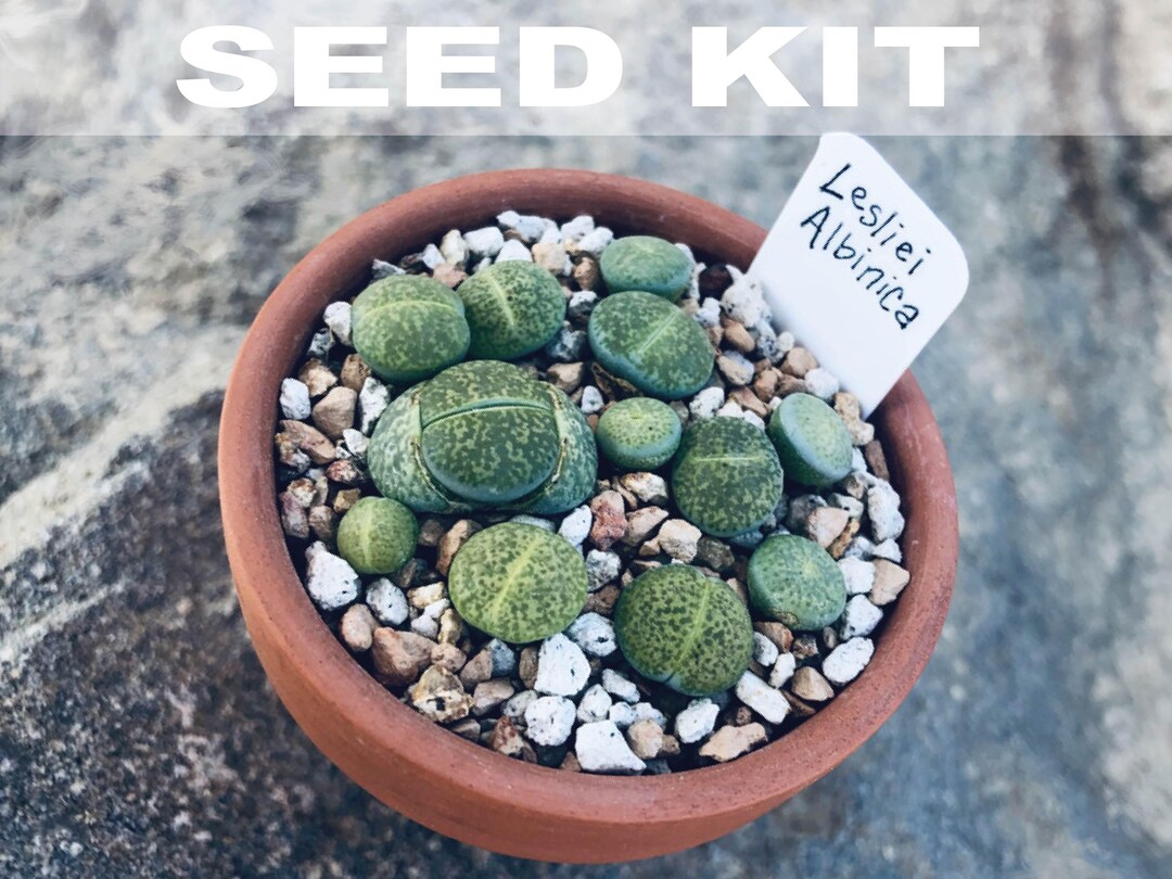 Flowering Stones Seed Kit Lithops Seed Mix, Rare Lithops Seeds, Rare ...