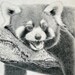 Red Panda Pencil Drawing Print - Etsy