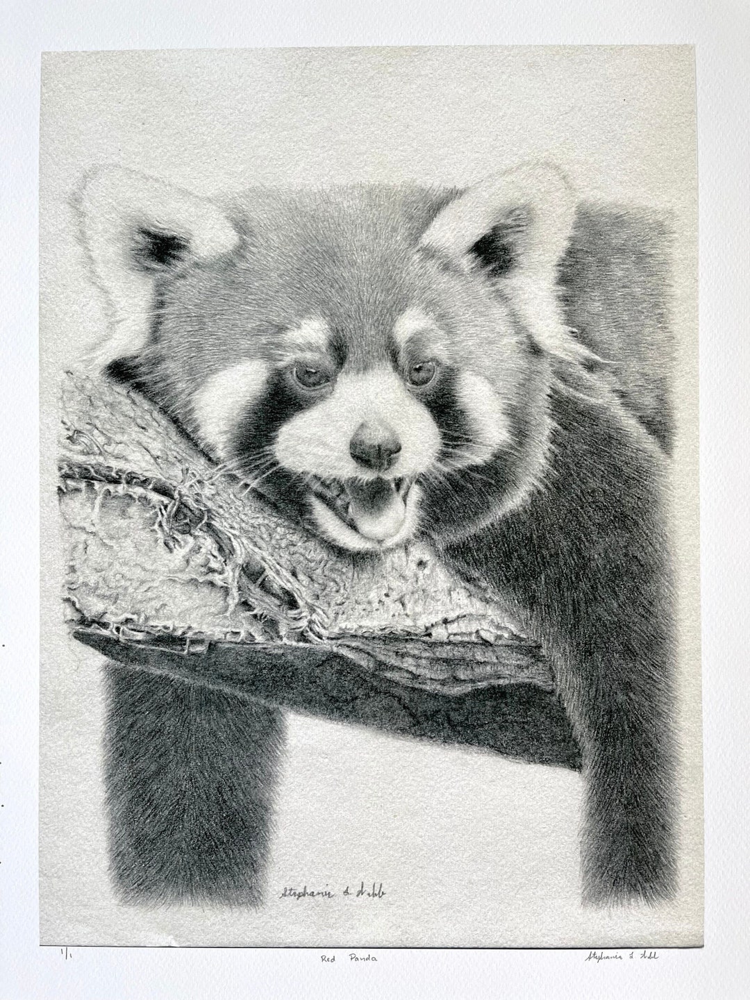 Red Panda Pencil Drawing Print - Etsy