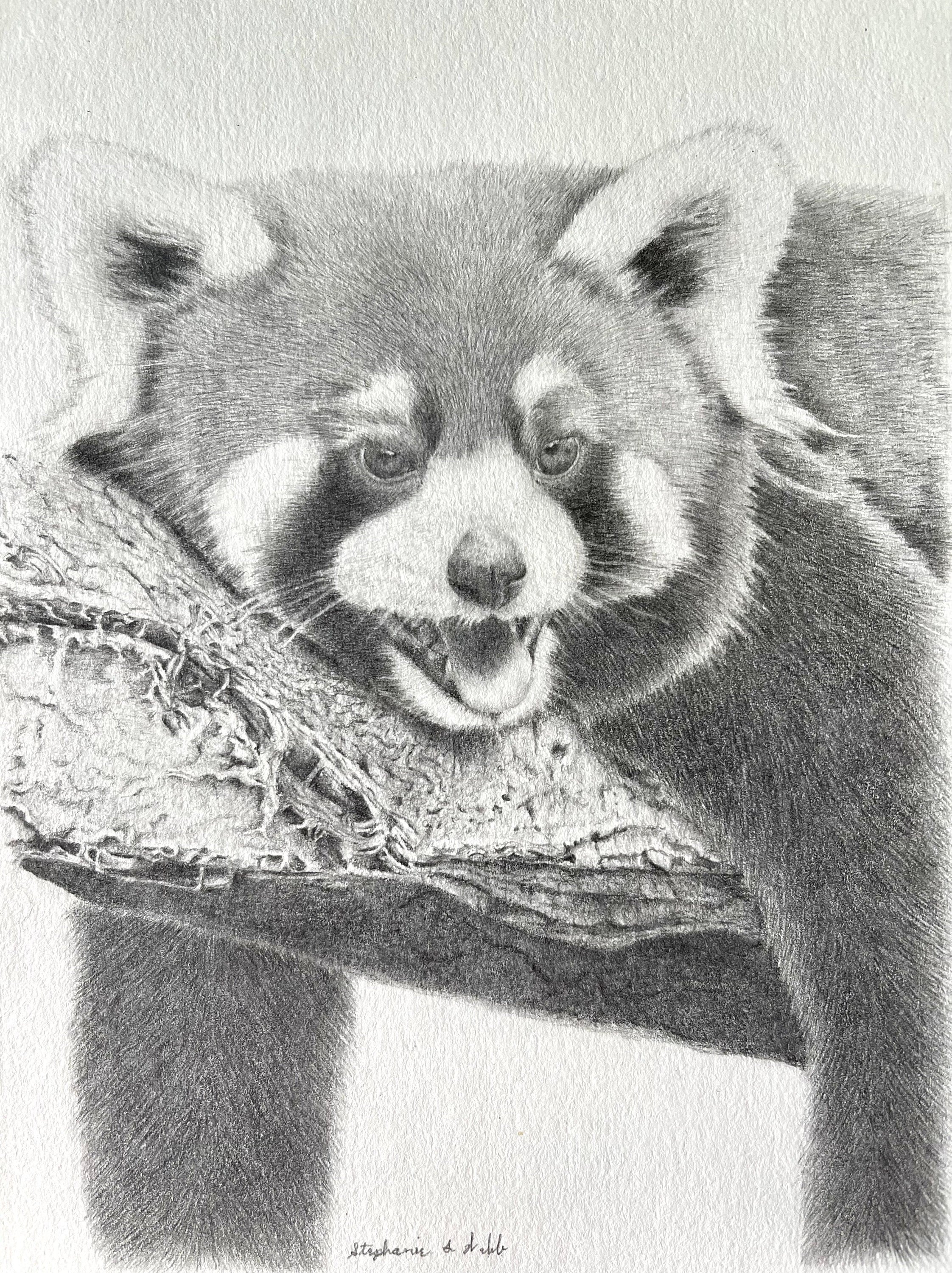 Red Panda-pencil Drawing - Etsy