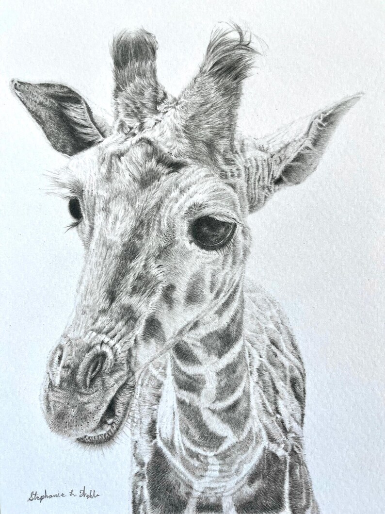 Small Giraffe Pencil Drawing Print - Etsy