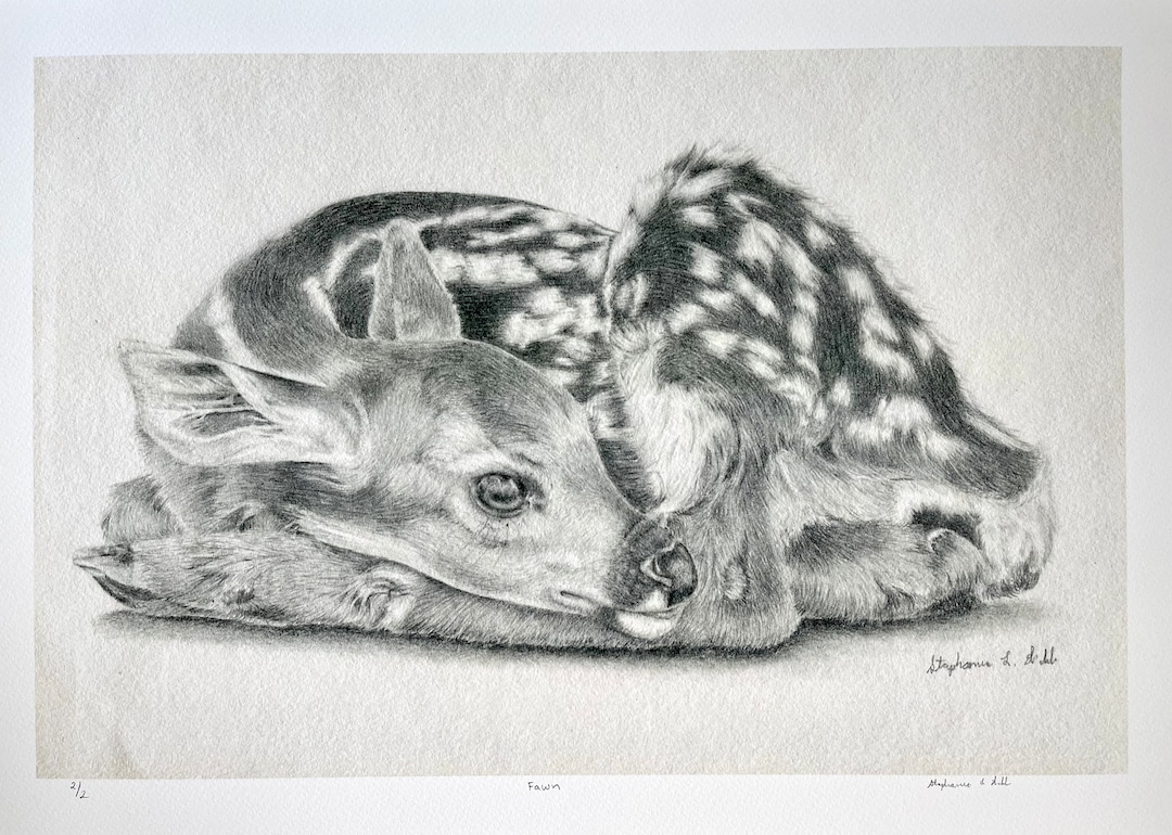Fawn Pencil Drawing Print - Etsy