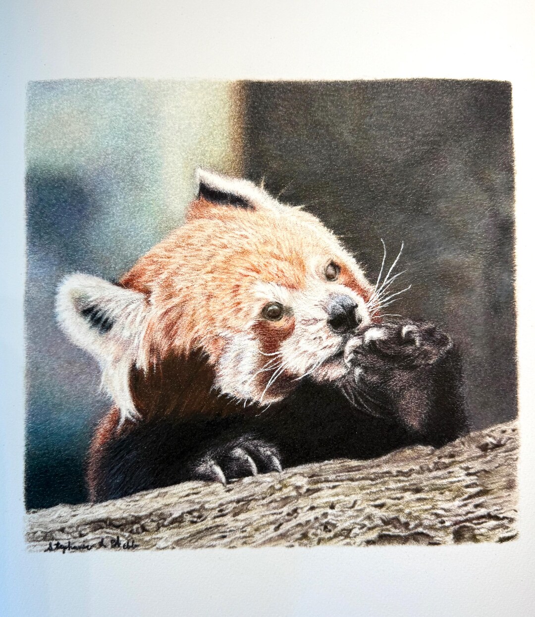 Red Panda Colored Pencil Print - Etsy