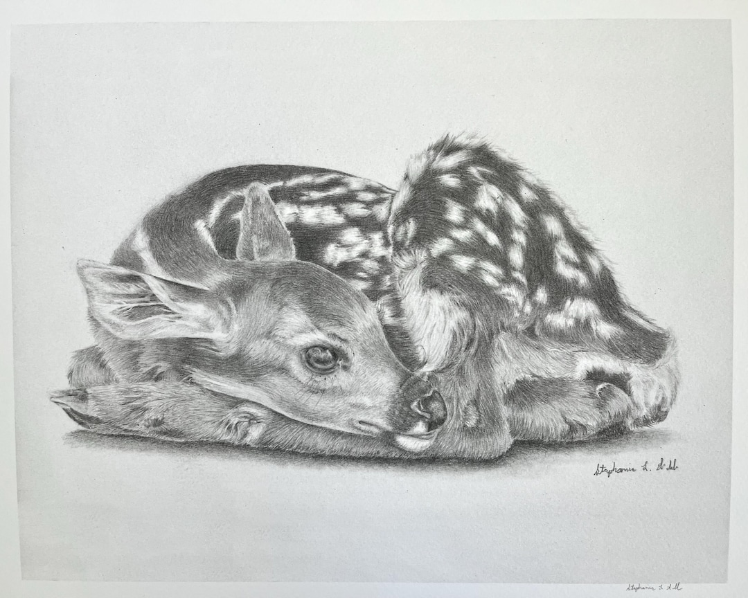 Fawn Pencil Drawing Print - Etsy