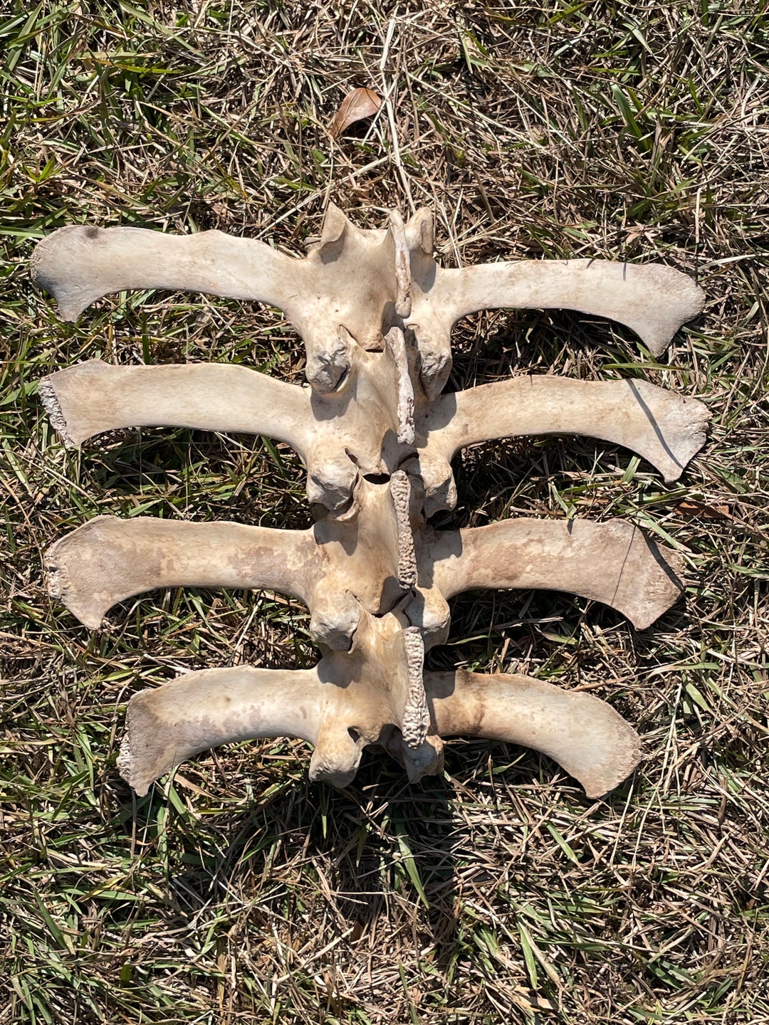Cow Vertebrae 4 Sequential Cow Spine Bones Ethically Sourced - Etsy