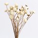 6 Colors Natural Dried Floral Buttons Giant Floral Buttons Natural ...
