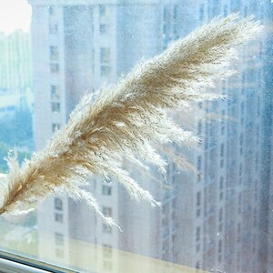 5 PCS 34 Light Colored Dry Reeds Plumes,natural Dried Pampas Grass ...