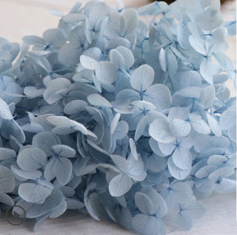 Preserved Hydrangea Baby Blue Dried Hydrangea Preserved - Etsy