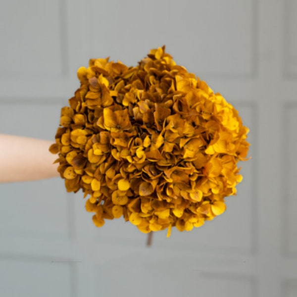 Preserved Hydrangea - Etsy