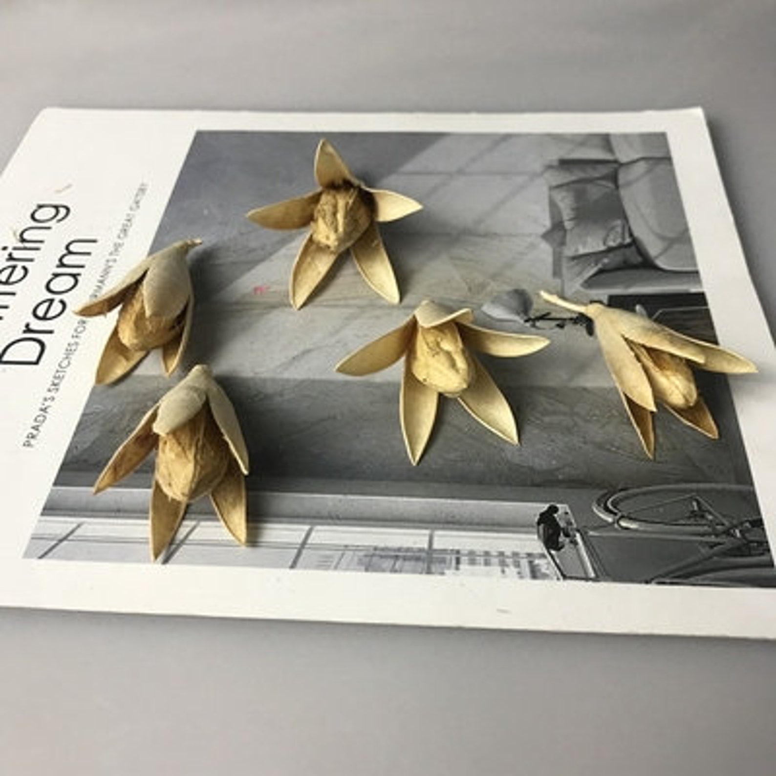 Preserved Magnolia Flower Dried Magnolia Flower for Wedding Birthday ...