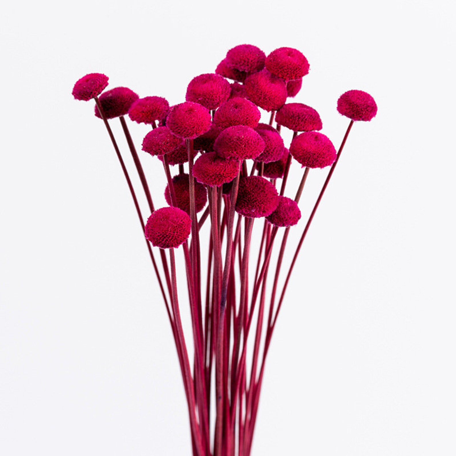 6 Colors Natural Dried Floral Buttons Giant Floral Buttons - Etsy