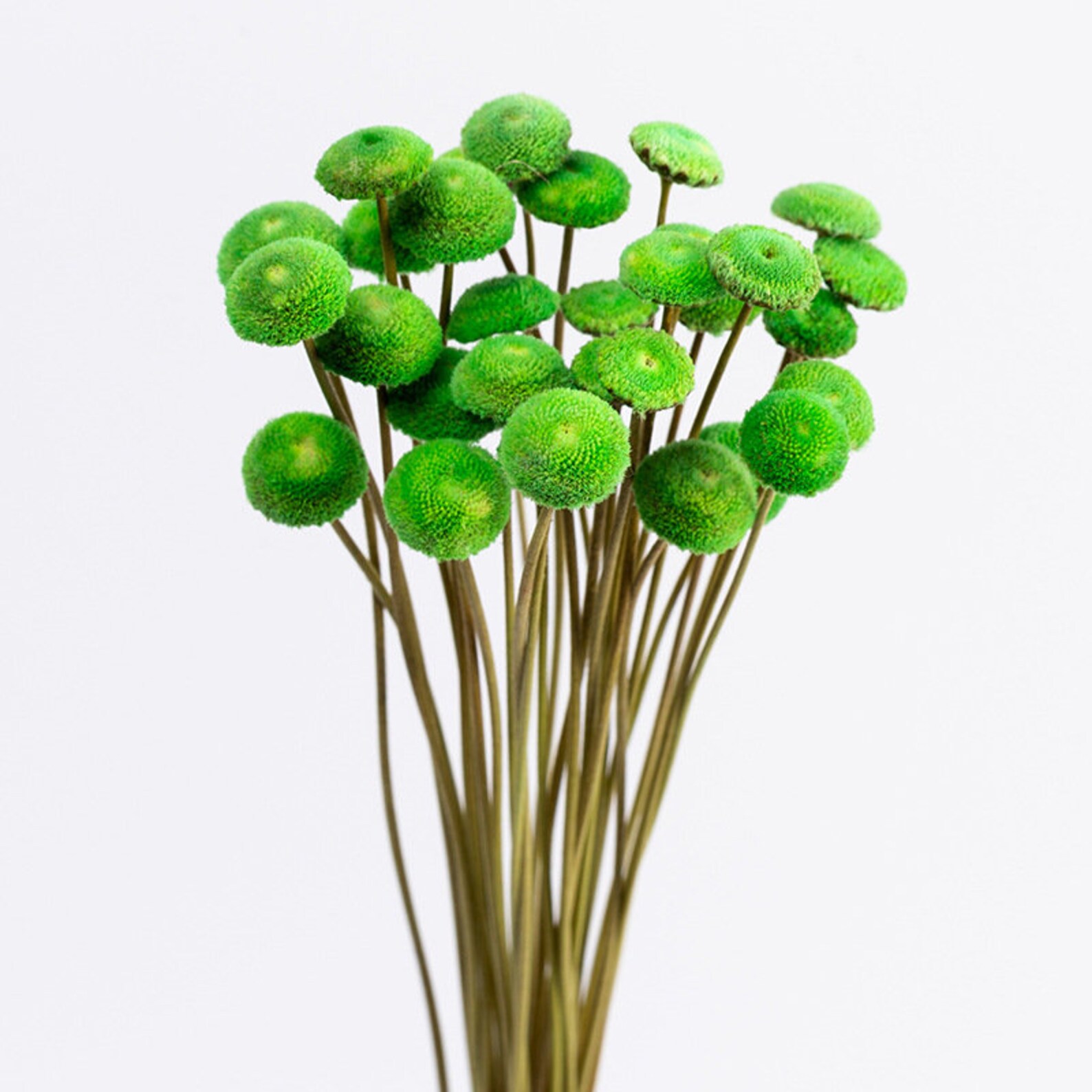 6 Colors Natural Dried Floral Buttons Giant Floral Buttons - Etsy