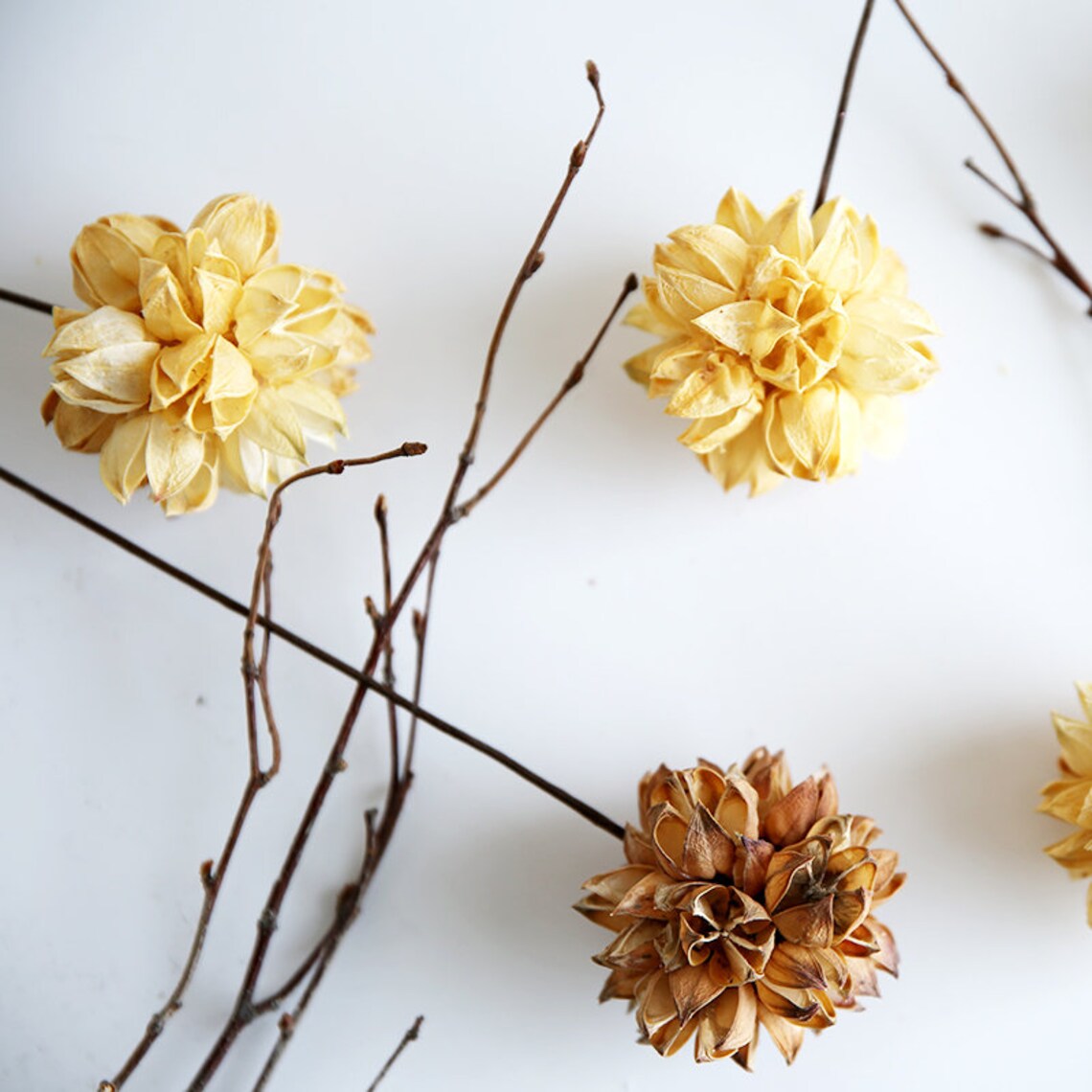 1pc Dried Flower Bouquet Vase Filler Natural Home Decor - Etsy