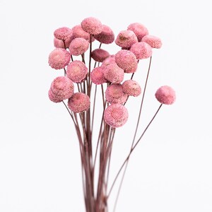 6 Colors Natural Dried Floral Buttons Giant Floral Buttons Natural ...