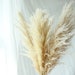 5 PCS 34 Light Colored Dry Reeds Plumesnatural Dried Pampas - Etsy