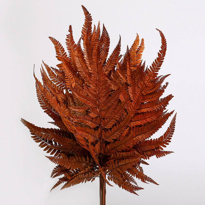 3 Colors Dried Fern Leaf Real Preserved Flower Fern - Etsy