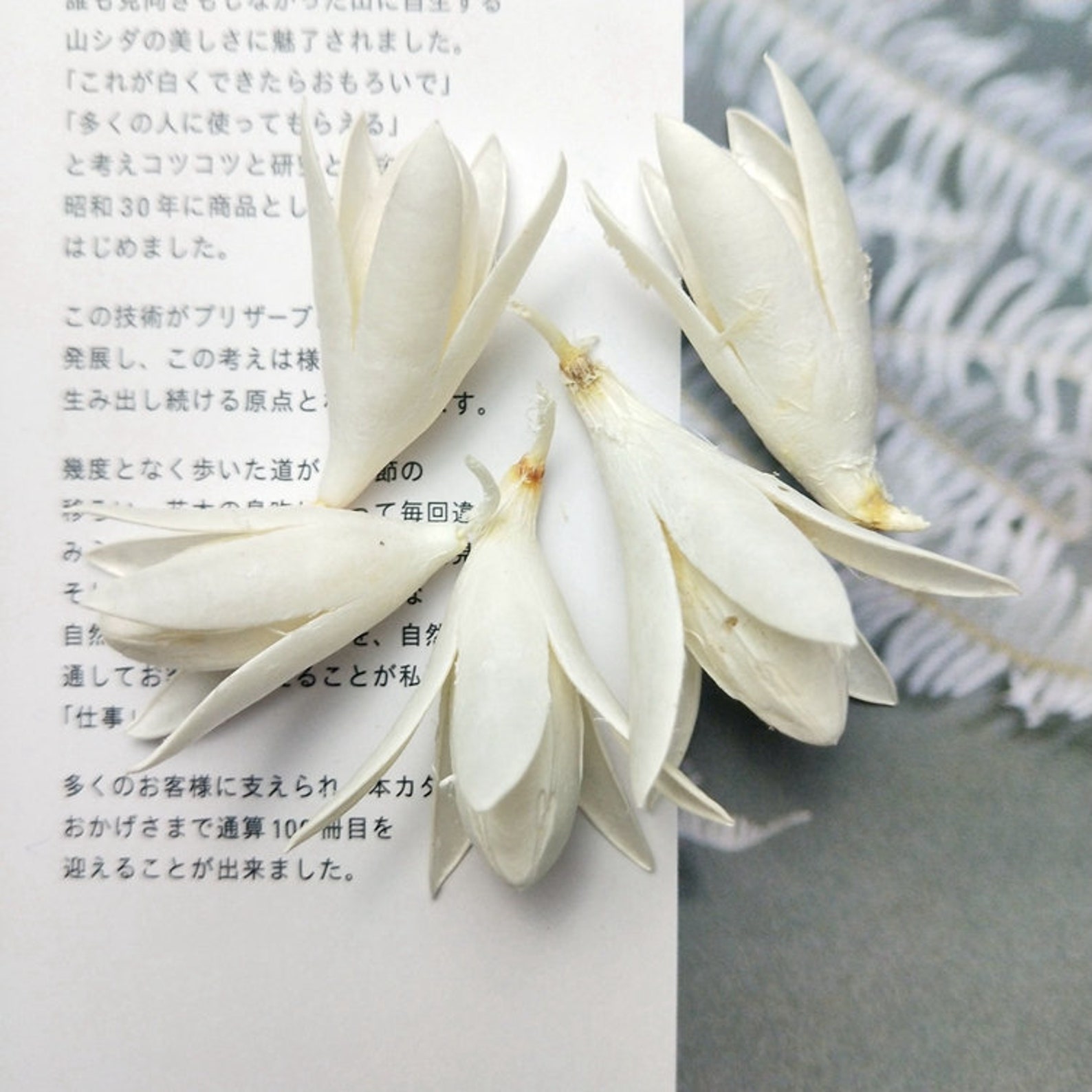 Preserved Magnolia Flower Dried Magnolia Flower for Wedding Birthday ...