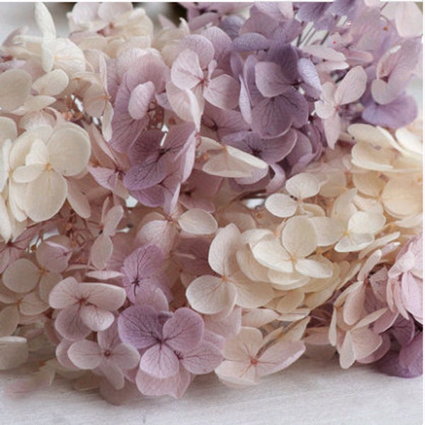 Preserved Hydrangea - Etsy