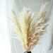 5 PCS 34 Light Colored Dry Reeds Plumes,natural Dried Pampas Grass ...