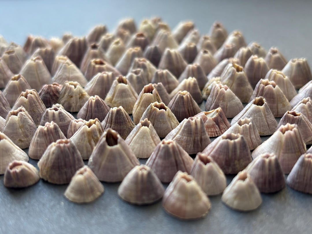 Balanus. Sea Mollusks. Aquarium Decor. More Than 100 Pieces. Ideal for ...