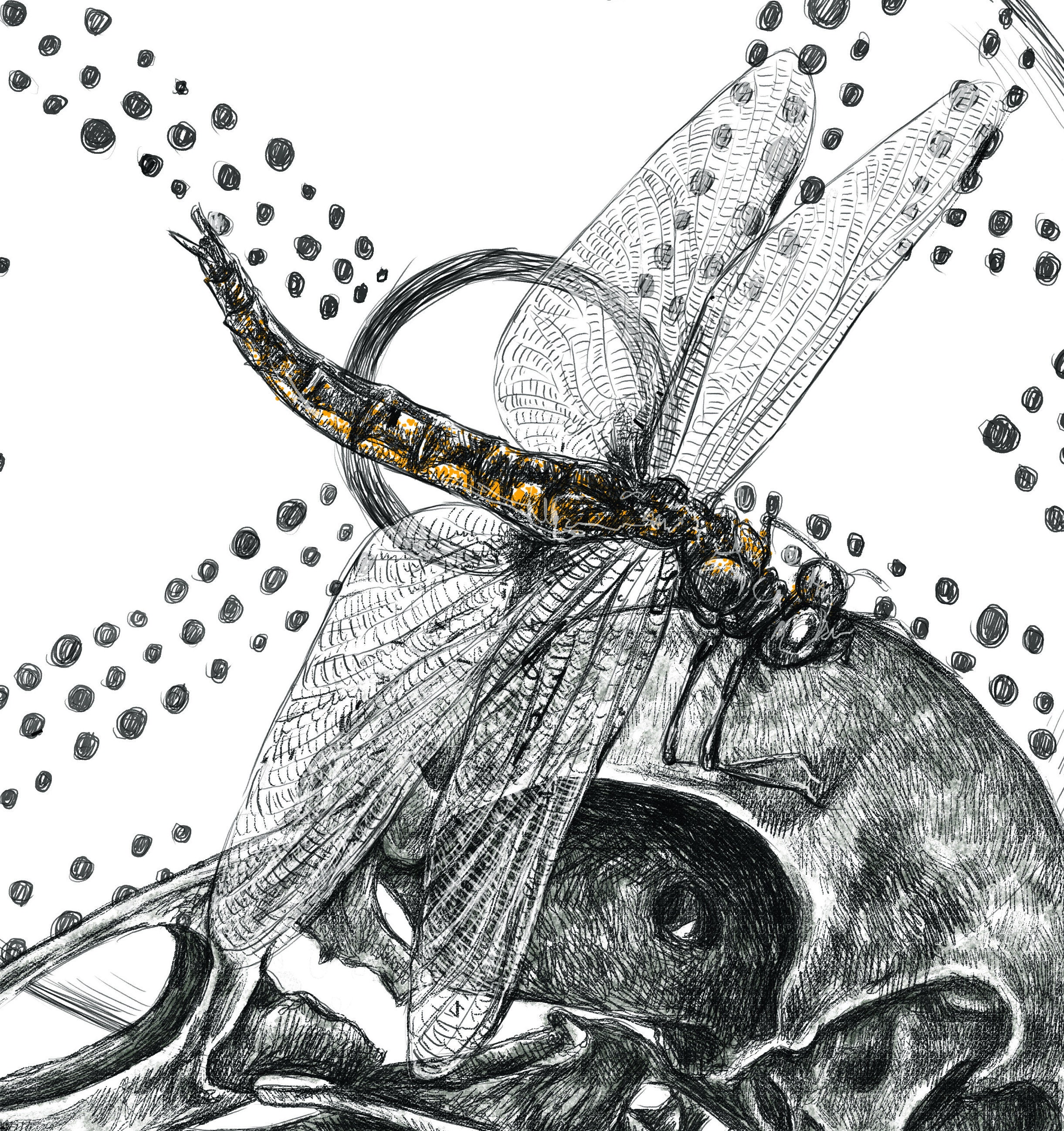 Dragonfly Art Print Bird Skull Raven Skull Raven - Etsy