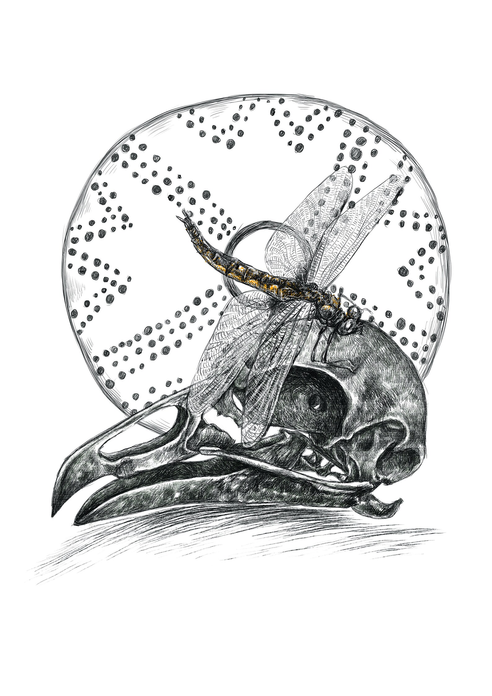 Dragonfly Art Print Bird Skull Raven Skull Raven - Etsy