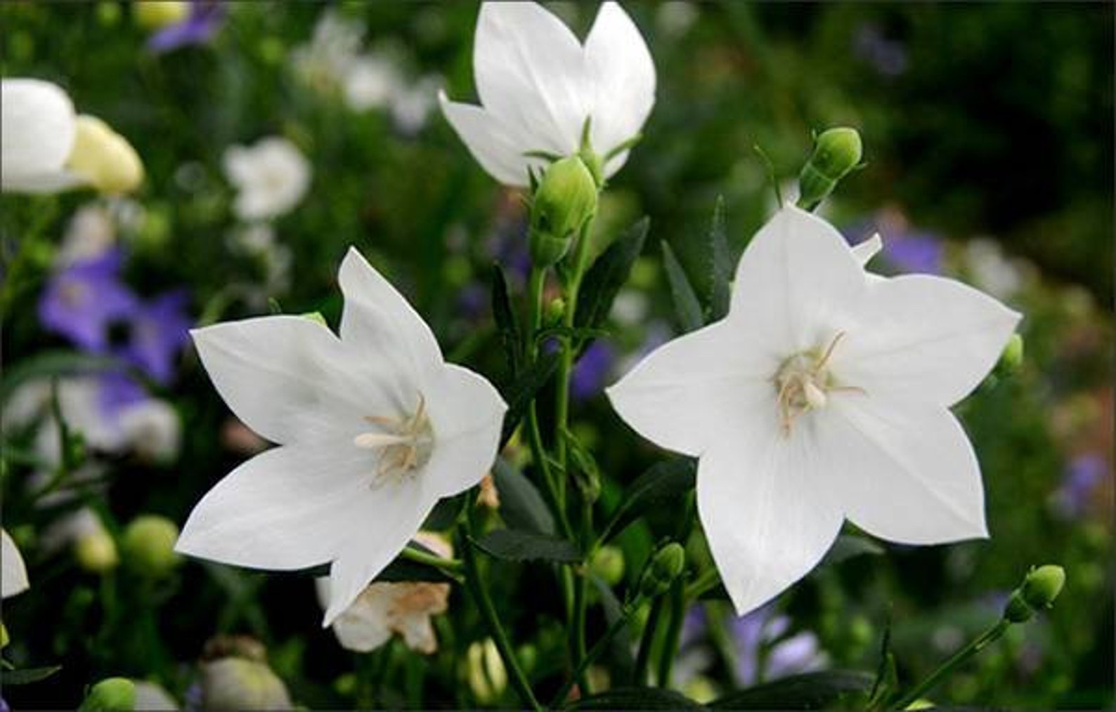백도라지 Seeds50 White Bell Flower Seeds 50 - Etsy