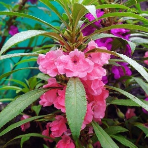 봉숭아, 봉선화, 'touch Me Not' Seed (20+) - Etsy