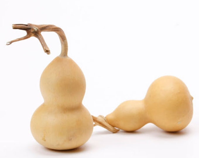 참비름 비름나물 Seeds 100 Birum Shen Choy - Etsy