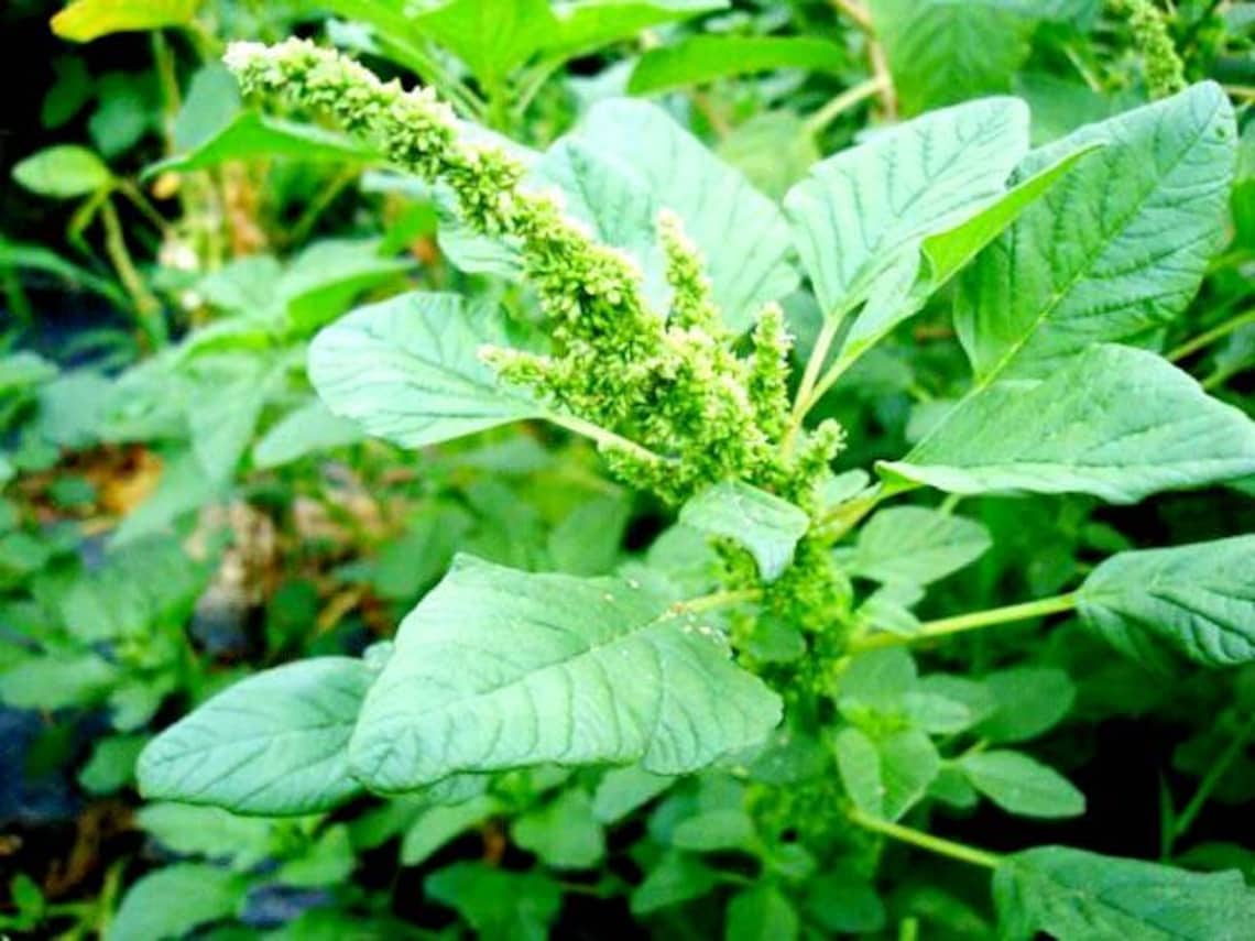 참비름, 비름나물 Seeds (100+) Birum , Shen Choy - Etsy