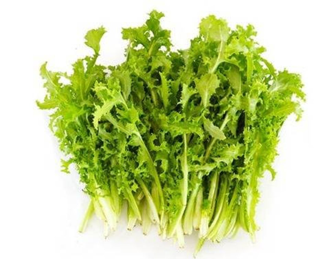 치커리 Seeds(30+) Chicory Seeds - Etsy