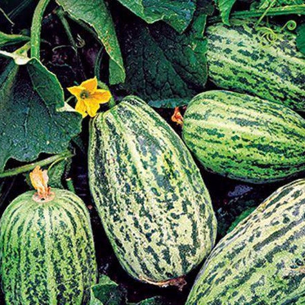 Korean Melon Seeds - Etsy